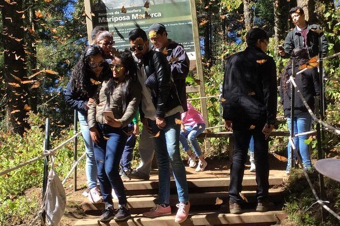 Monarch Butterfly Private Tour (Morelia) - An In-Depth Look at the Monarch Butterfly Private Tour