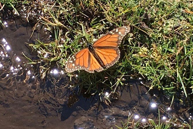 Monarch Butterfly Private Tour (Morelia) - Timing and Logistics