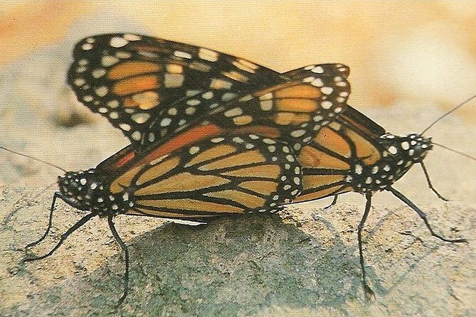 Monarch Butterfly Private Tour (Morelia) - FAQ