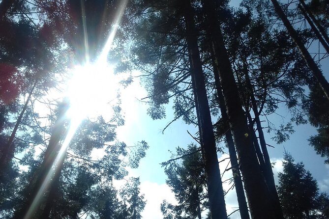 Monarch Butterfly Sanctuary Day Trip from Mexico City - Practical Details and Tips