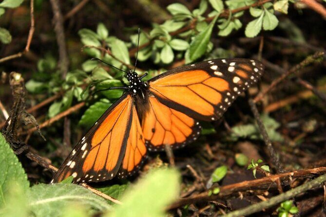 Monarch Butterfly Sanctuary Day Trip from Mexico City - Frequently Asked Questions