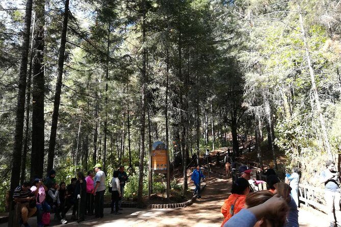 Monarch Butterfly Sanctuary Day Trip from Mexico City - Final Thoughts