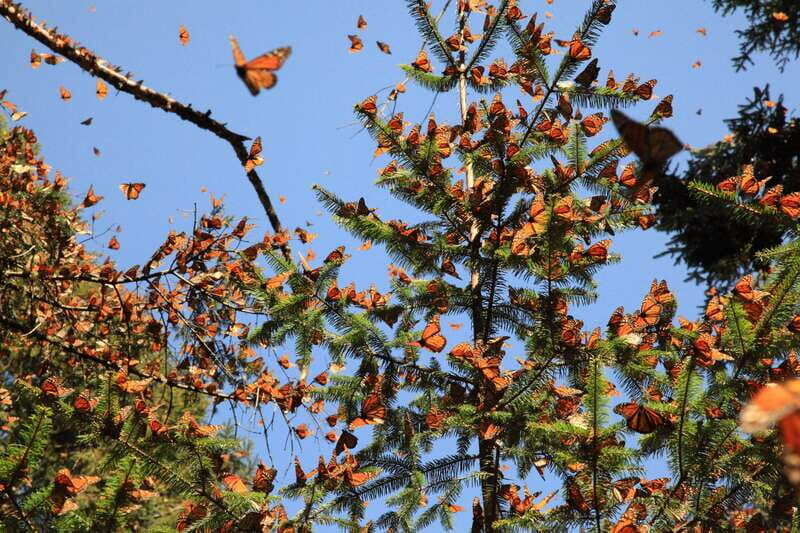 Monarch Butterfly Sanctuary Tour from Mexico City - The Review from Participants