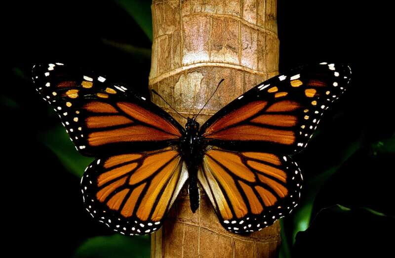 Monarch Butterfly Sanctuary Tour from Mexico City - The Sum Up