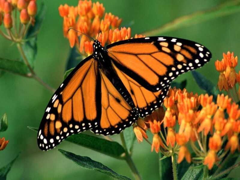 Monarch Butterfly Sanctuary Tour from Mexico City - FAQ