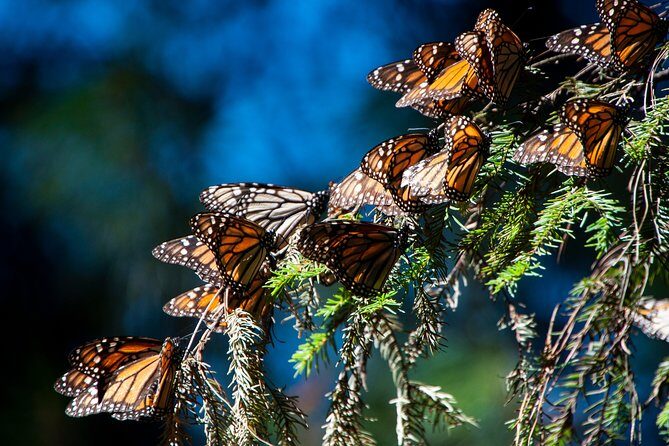 Monarch Butterfly Tour (Departing from Morelia) - Introduction