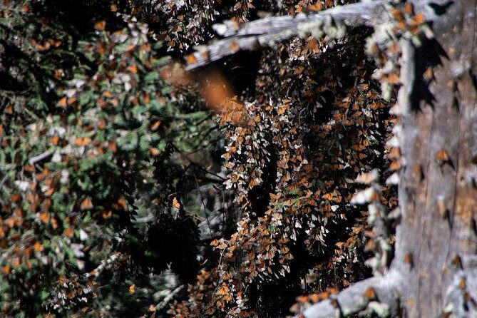 Monarch Butterfly Tour (Departing from Morelia) - Key Points