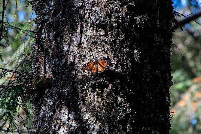 Monarch Butterfly Tour (Departing from Morelia) - Detailed Breakdown of the Itinerary