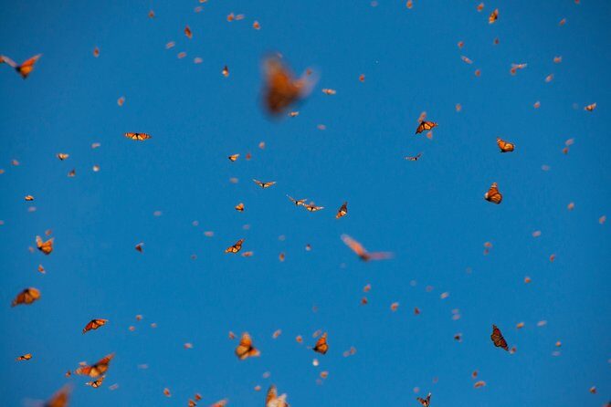 Monarch Butterfly Tour (Departing from Morelia) - What’s Included and What’s Not