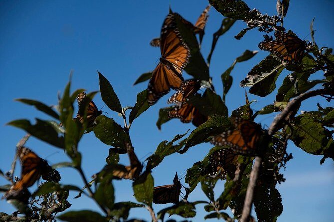 Monarch Butterfly Tour (Departing from Morelia) - Logistics and Practical Considerations