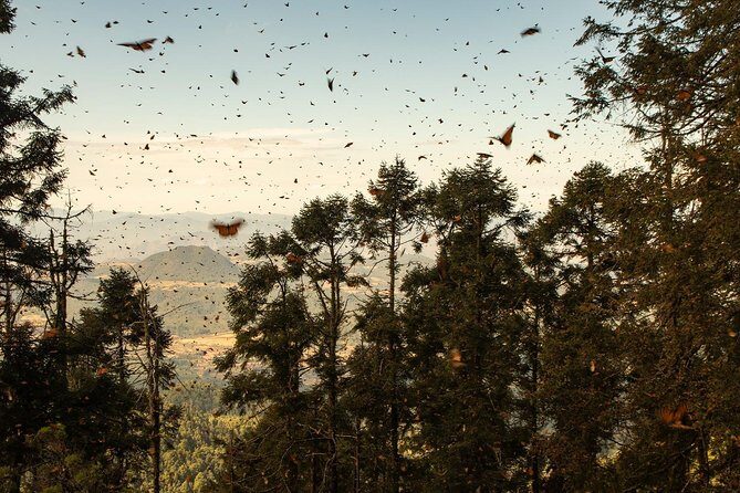 Monarch Butterfly Tour (Departing from Morelia) - Authentic Experiences and Reviews