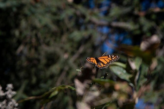 Monarch Butterfly Tour (Departing from Morelia) - The Sum Up