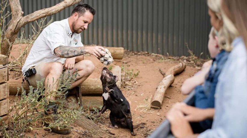 Monarto Safari Park: A Devilish Native Experience - Key Points