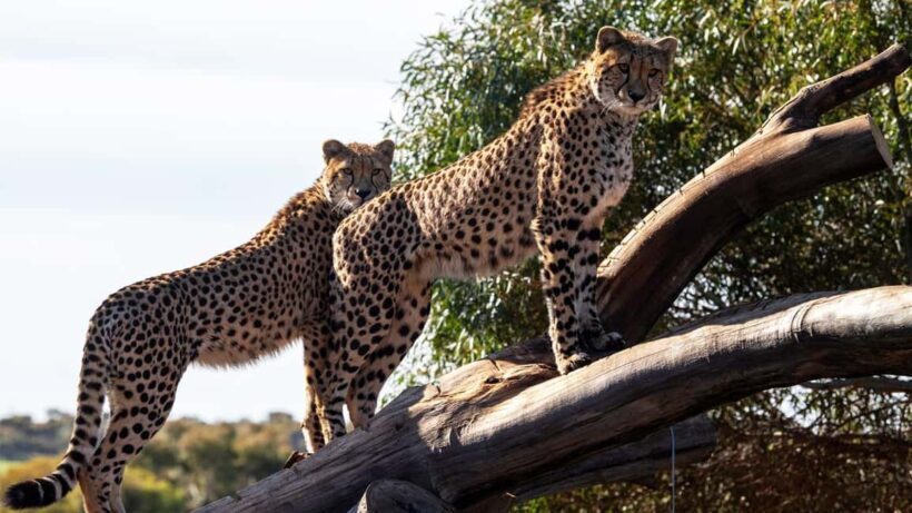 Monarto Safari Park: Cheetah Experience - Monarto Safari Park: Cheetah Experience — A Close Encounter with the Worlds Fastest Land Animal