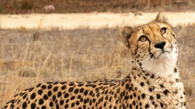 Monarto Safari Park: Cheetah Experience - What to Expect: Step by Step