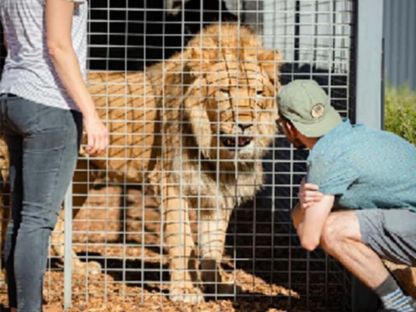 Monarto Safari Park: Lions At Bedtime - Key Points
