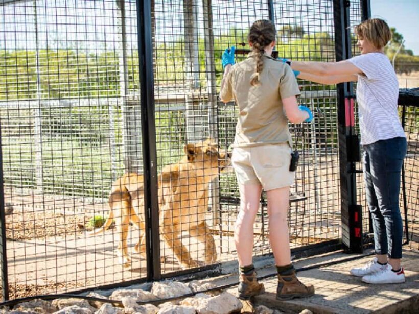 Monarto Safari Park: Lions At Bedtime - Exploring Monarto Safari Park: More Than Just a Tour