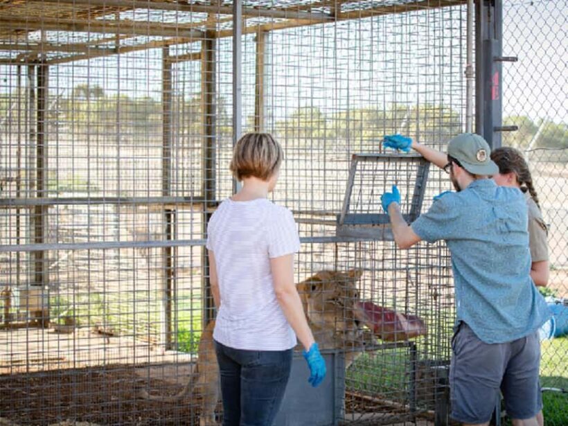Monarto Safari Park: Lions At Bedtime - Final Thoughts: Is It Worth It?