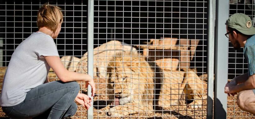 Monarto Safari Park: Lions At Bedtime - FAQs