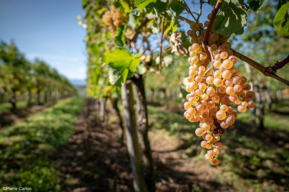 Monein - Suspicion in Jurançon - Who Will Enjoy This Experience?