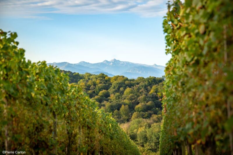 Monein - Suspicion in Jurançon - FAQ about "Suspicion in Jurançon"