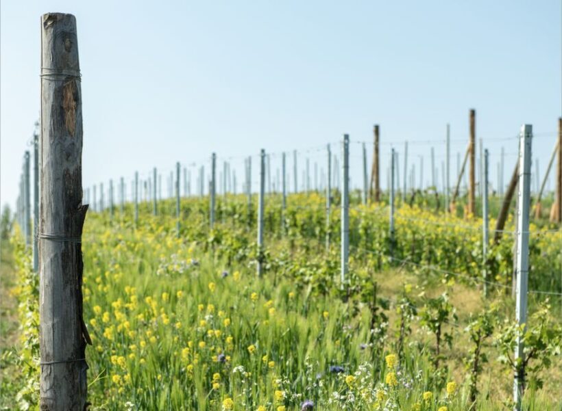 Monferrato: Wine Tour & Picnic in the Vineyards - The Sum Up: Who Will Enjoy This Experience?