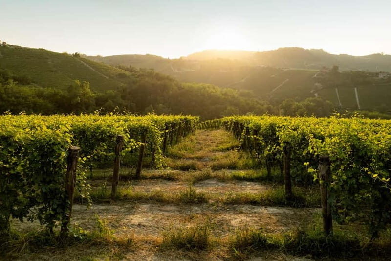 Monforte d'Alba: Wine Tasting, Cellar Visit, and Vineyard Tour - Practical Details & Tips
