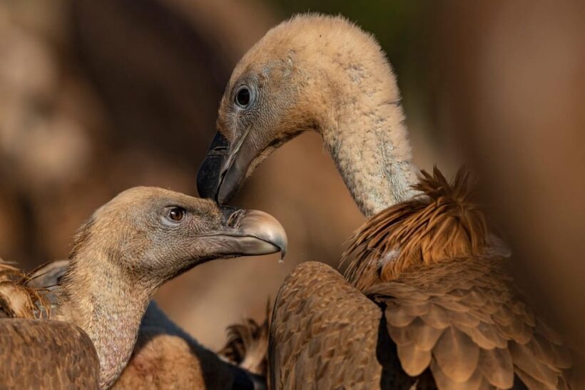 Monfrague Wildlife Experience: Vultures Close-up - The Value and Who It’s Best For