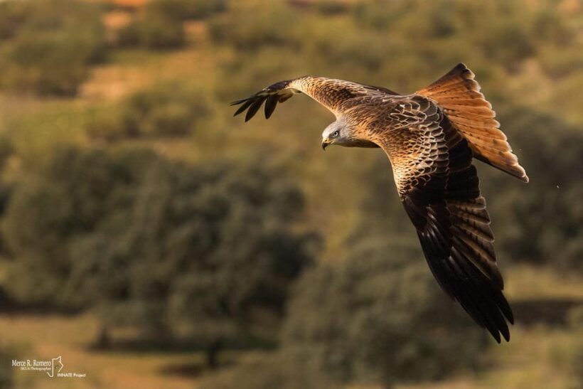 Monfrague Wildlife Experience: Vultures Close-up - The Sum Up