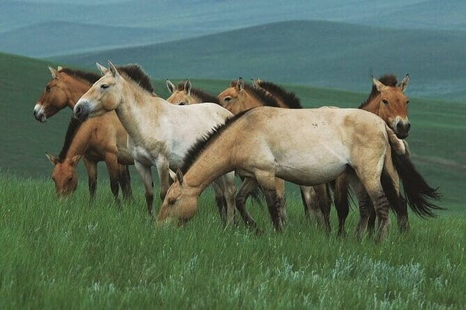 Mongol Nomadic & Khustai National Park Private Full Day Tour - Who This Tour Is Perfect For