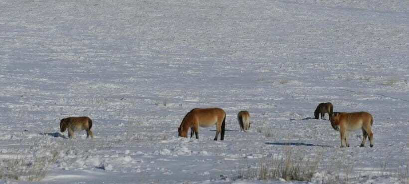 Mongolia: Hustai National Park - An Encounter with Mongolia’s Last Wild Horses