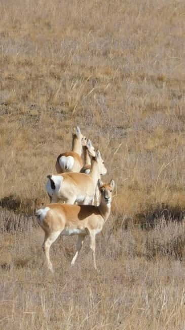 Mongolia: Hustai National Park - Practical Details and Logistics
