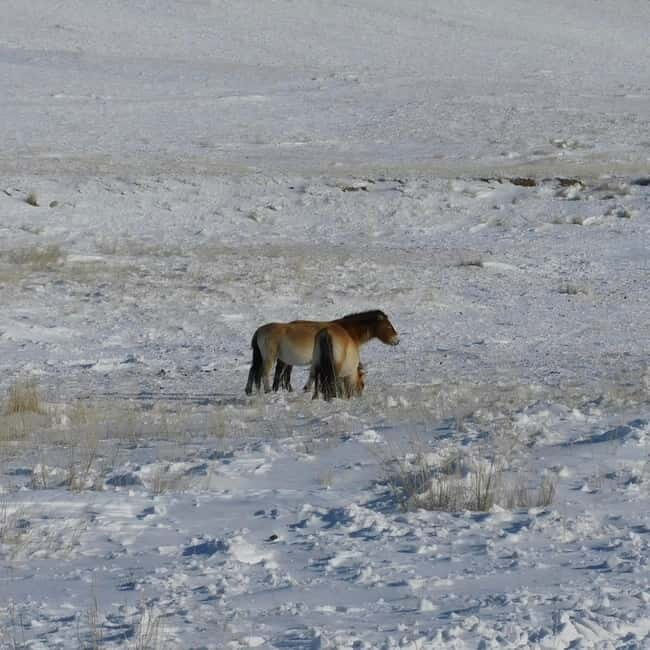 Mongolia: Hustai National Park - The Overall Experience: Worth the Cost?