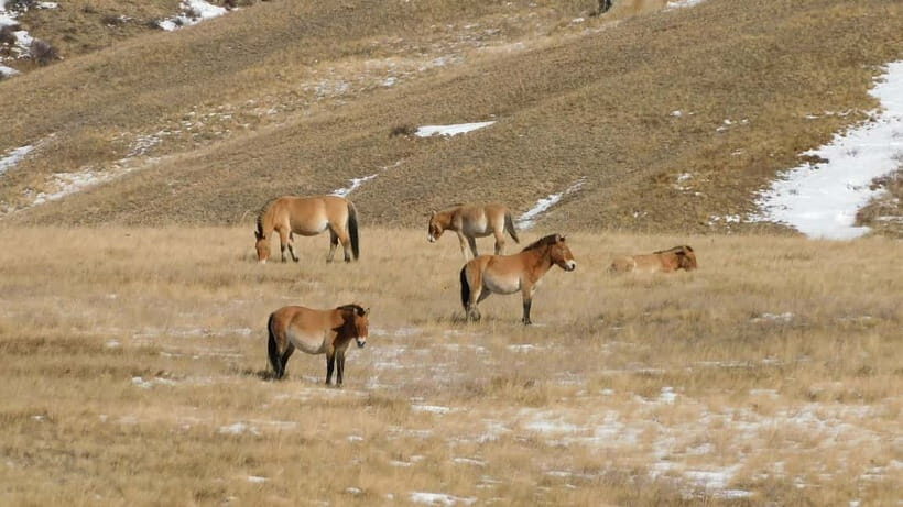 Mongolia: Hustai National Park - FAQ