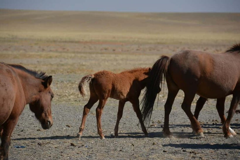Mongolia: Yol Valley Horseback Riding Tour - Key Points