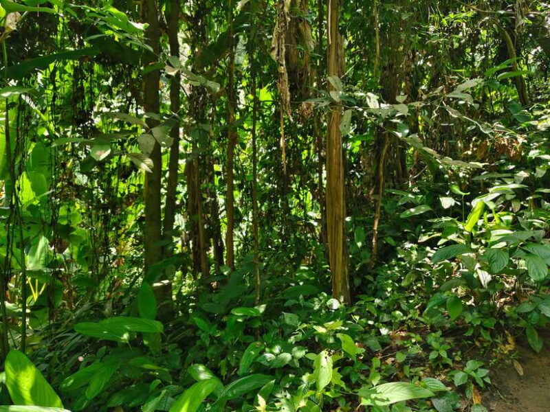 Monk trails hike, Wat Phalat, Monk chanting, Wat Doi Suthep. - Key Points