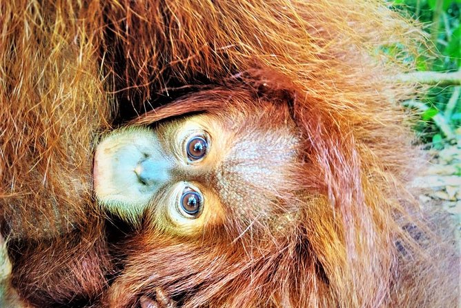 Monkey Business 2 days - 1 night Jungle Trekking (including rafting) - Who Should Book This Tour?