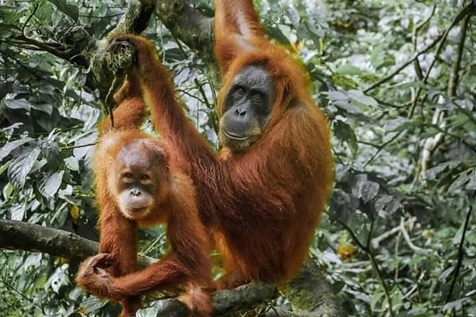 Monkey Business 3 days - 2 nights Jungle trekking (including rafting) - An In-Depth Look at the Jungle Trek Experience