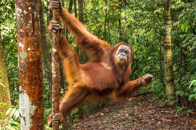 Monkey Business 3 days - 2 nights Jungle trekking (including rafting) - What Makes This Tour Stand Out?