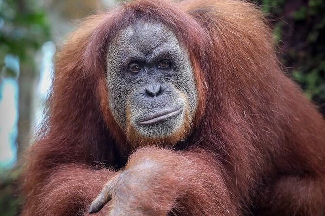 Monkey Business 3 days - 2 nights Jungle trekking (including rafting) - Price and Value