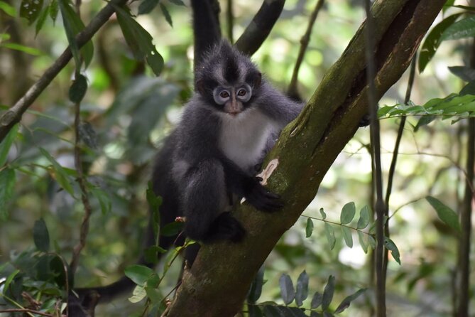 Monkey Business 3 days - 2 nights Jungle trekking (including rafting) - FAQ