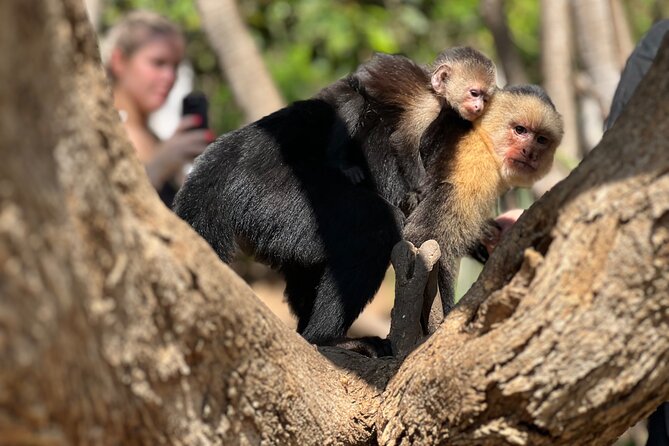 Monkey, Crocodile, Sloths & Beach Experience - Key Points