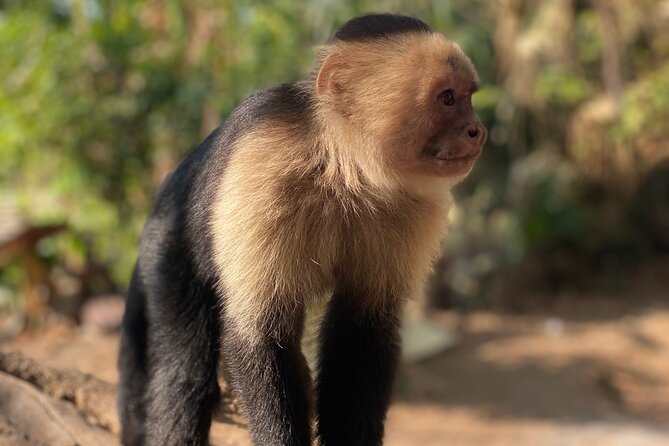 Monkey, Crocodile, Sloths & Beach Experience - Convenient Meeting and Transportation Options