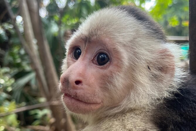 Monkey, Crocodile, Sloths & Beach Experience - Professional Guide and Exceptional Feedback