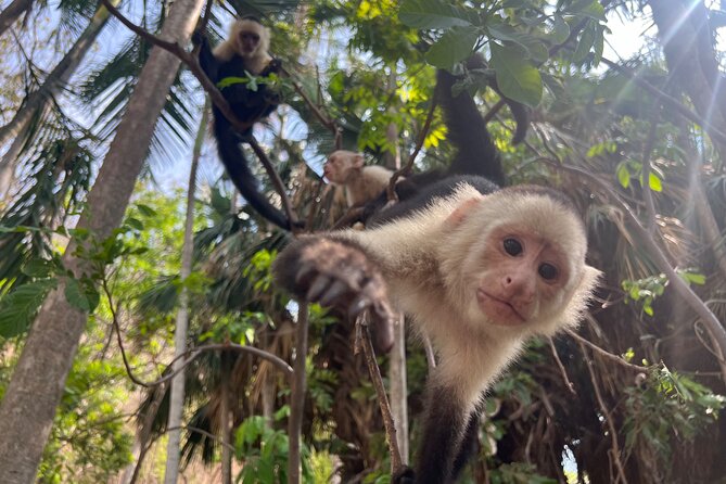 Monkey, Crocodile, Sloths & Beach Experience - Pricing and Booking Flexibility