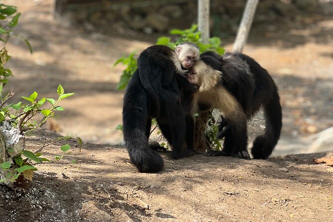 Monkey, Crocodile, Sloths & Beach Experience - Maximizing the Tour Duration