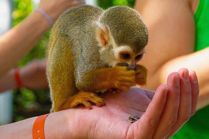 Monkey Enconter & Zip line Adventure - Key Points