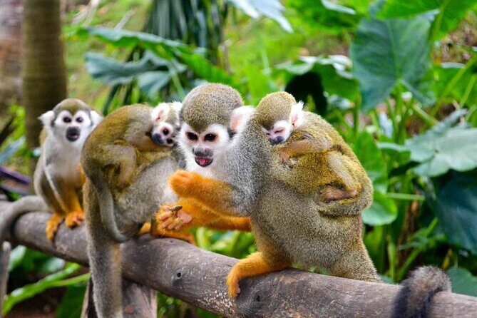 Monkey Enconter & Zip line Adventure - FAQs