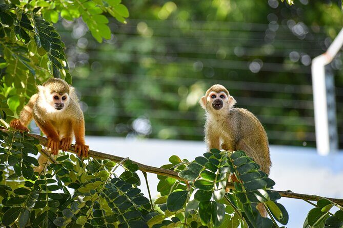Monkey Encounter and Zip Line Tour from Amber Cove and Taino Bay - Key Points