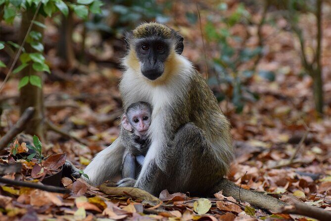 Monkey Feeding And Beach Day In Barbados - Key Points